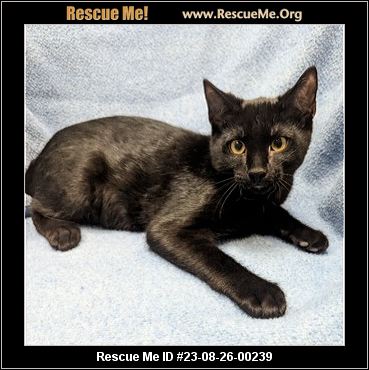 - Missouri Cat Rescue - ADOPTIONS - Rescue Me!