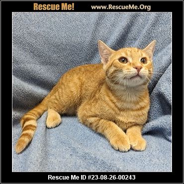 - Missouri Cat Rescue - ADOPTIONS - Rescue Me!