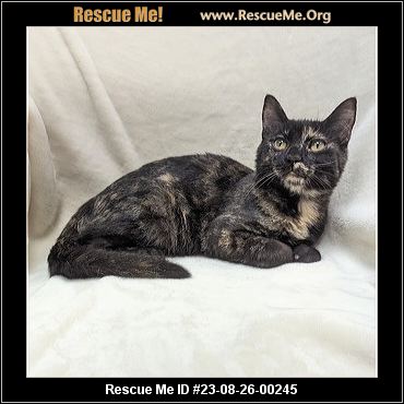- Missouri Cat Rescue - ADOPTIONS - Rescue Me!