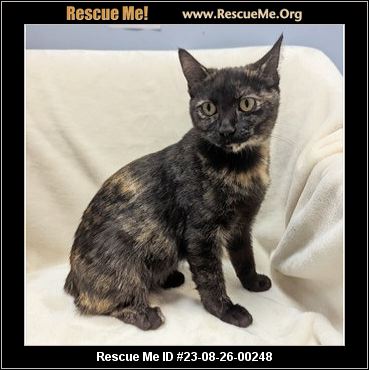 - Missouri Cat Rescue - ADOPTIONS - Rescue Me!