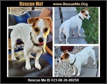 - Texas Jack Russell Rescue - ADOPTIONS - Rescue Me!