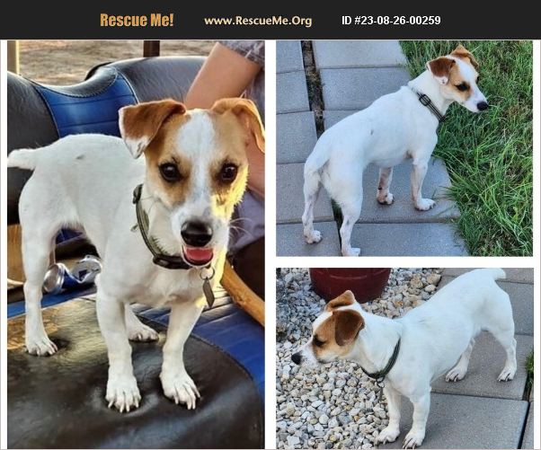 ADOPT 23082600259 ~ Jack Russell Rescue ~ Bexar County, TX
