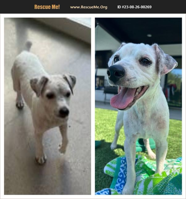 ADOPT 23082600269 ~ Jack Russell Rescue ~ Bexar County, TX