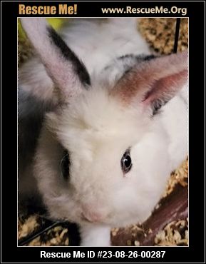 - California Rabbit Rescue - ADOPTIONS - Rescue Me!