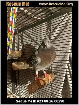 - Washington Pet Bird Rescue - ADOPTIONS - Rescue Me!