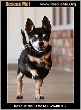 - California Miniature Pinscher Rescue - ADOPTIONS - Rescue Me!
