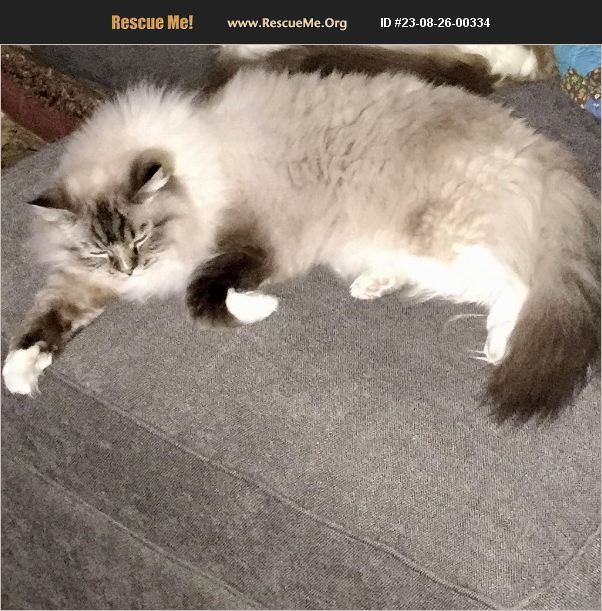 ADOPT 23082600334 ~ Ragdoll Rescue ~ South Riding, VA