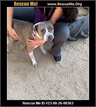 - California Pit Bull Rescue - ADOPTIONS - Rescue Me!