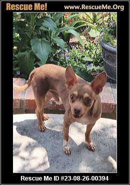 - California Miniature Pinscher Rescue - ADOPTIONS - Rescue Me!