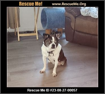 - Ohio Boston Terrier Rescue - ADOPTIONS - Rescue Me!
