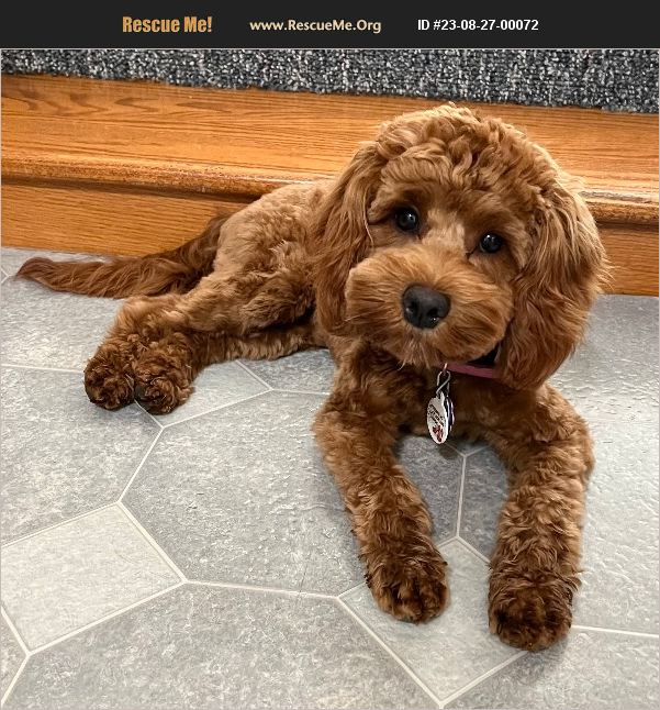 ADOPT 23082700072 ~ Cockapoo Rescue ~ Mansfield, OH