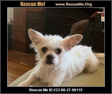 - North Carolina Maltese Rescue - ADOPTIONS - Rescue Me!