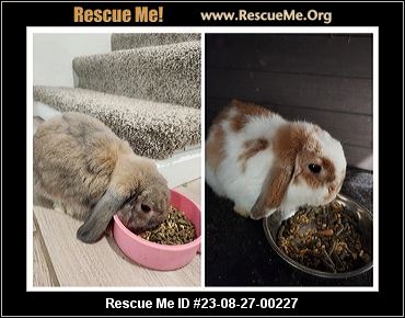 - Tennessee Rabbit Rescue - ADOPTIONS - Rescue Me!