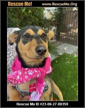 - California Corgi Rescue - ADOPTIONS - Rescue Me!