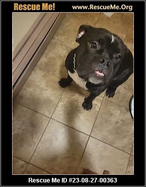 - New York Dog Rescue - ADOPTIONS - Rescue Me!