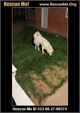 - Colorado Great Pyrenees Rescue - ADOPTIONS - Rescue Me!