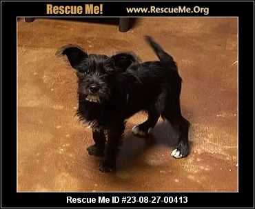 - Oklahoma Yorkie Rescue - ADOPTIONS - Rescue Me!