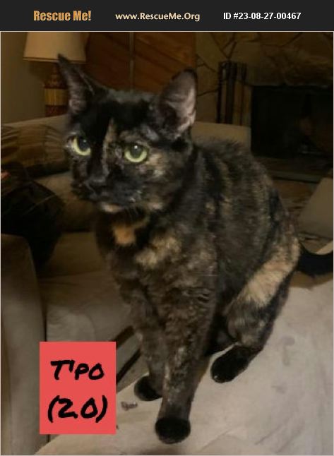 ADOPT 23082700467 ~ Domestic Cat Rescue ~ Tigard, OR