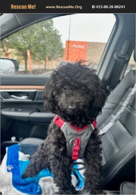 ADOPT 23082800241 ~ Poodle Rescue ~ Cumberland County, PA