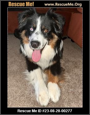 - Minnesota Dog Rescue - ADOPTIONS - Rescue Me!