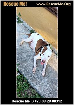 - Texas Pit Bull Rescue - ADOPTIONS - Rescue Me!
