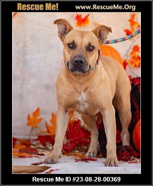 - Arizona Pit Bull Rescue - ADOPTIONS - Rescue Me!