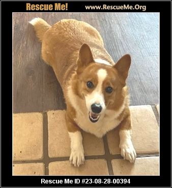 - Texas Corgi Rescue - ADOPTIONS - Rescue Me!