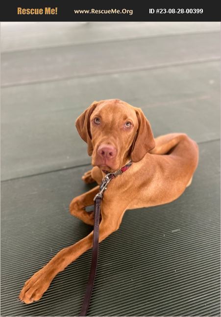ADOPT 23082800399 ~ Vizsla Rescue ~ Charlotte, NC