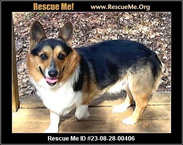 - Texas Corgi Rescue - ADOPTIONS - Rescue Me!