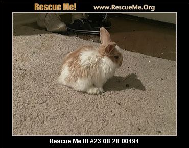 - Texas Rabbit Rescue - ADOPTIONS - Rescue Me!
