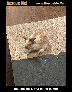 - Texas Rabbit Rescue - ADOPTIONS - Rescue Me!