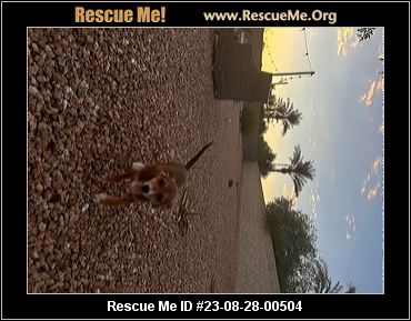 - Arizona Pomeranian Rescue - ADOPTIONS - Rescue Me!