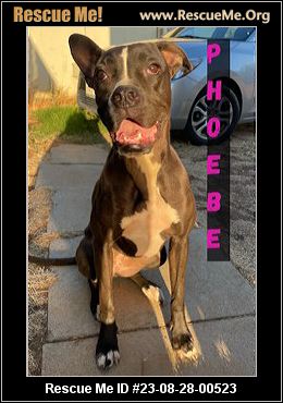 - California Pit Bull Rescue - ADOPTIONS - Rescue Me!