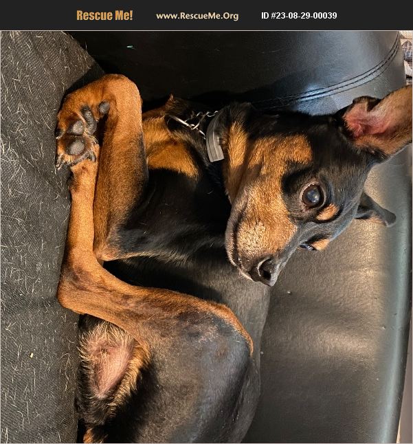ADOPT 23082900039 ~ Miniature Pinscher Rescue ~ Norwalk, OH