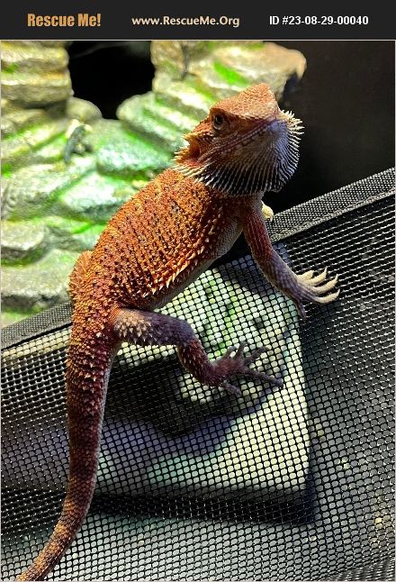 ADOPT 23082900040 ~ Reptile/Amphibian Rescue ~ Seminole County, FL