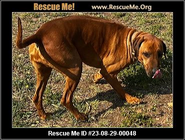 - South Africa Rhodesian Ridgeback Rescue - ADOPTIONS - Rescue Me!