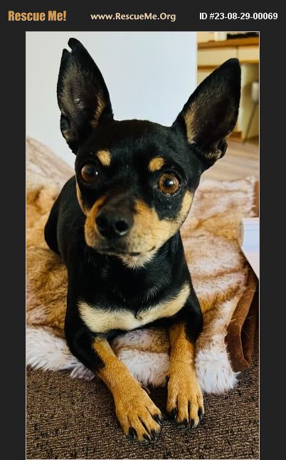 ADOPT 23082900069 ~ Miniature Pinscher Rescue ~ Tucson, AZ