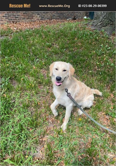 ADOPT 23082900399 ~ Golden Retriever Rescue ~ Indianapolis, IN