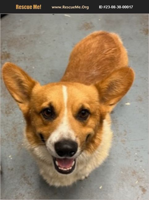 ADOPT 23083000017 ~ Corgi Rescue ~ riverside, CA