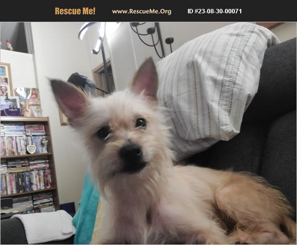 ADOPT 23083000071 ~ Cairn Rescue ~ Houston, TX