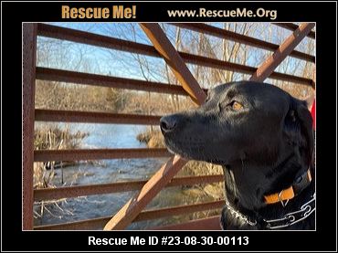 - Maryland Dog Rescue - ADOPTIONS - Rescue Me!