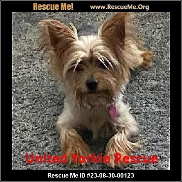 - Texas Yorkie Rescue - ADOPTIONS - Rescue Me!