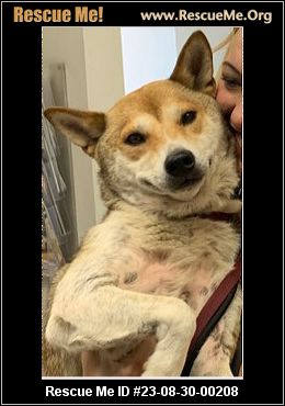 - California Shiba Inu Rescue - ADOPTIONS - Rescue Me!