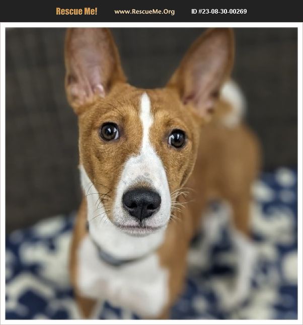 ADOPT 23083000269 ~ Basenji Rescue ~ Tavares, FL