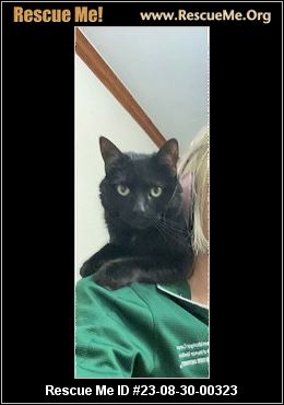 - Michigan Cat Rescue - ADOPTIONS - Rescue Me!
