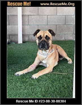 - California Mastiff Rescue - ADOPTIONS - Rescue Me!
