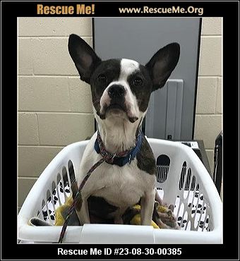 - Georgia Boston Terrier Rescue - ADOPTIONS - Rescue Me!