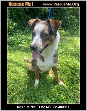 - Kentucky Dog Rescue - ADOPTIONS - Rescue Me!
