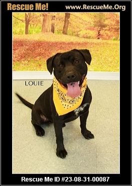 - West Virginia Dog Rescue - ADOPTIONS - Rescue Me!