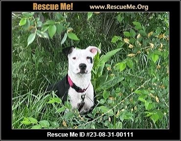 - Colorado Pit Bull Rescue - ADOPTIONS - Rescue Me!